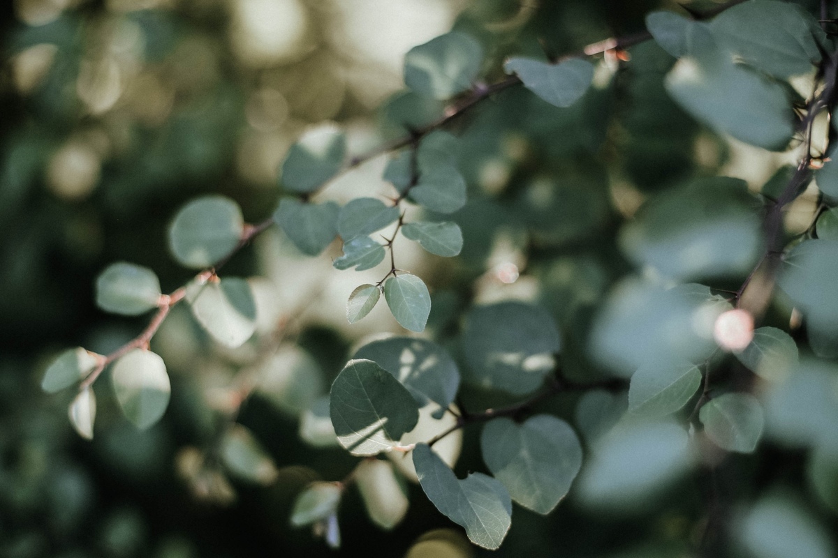 Langford Massage Therapy, Acupuncture and more| Lucid Integrative Health