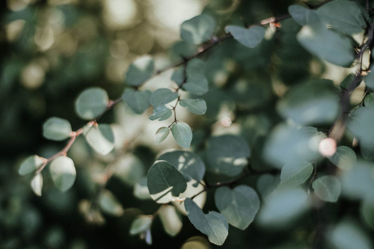 About Yin Wood Acupuncture in Outter Banks & Kitty Hawk, NC - Discover ...