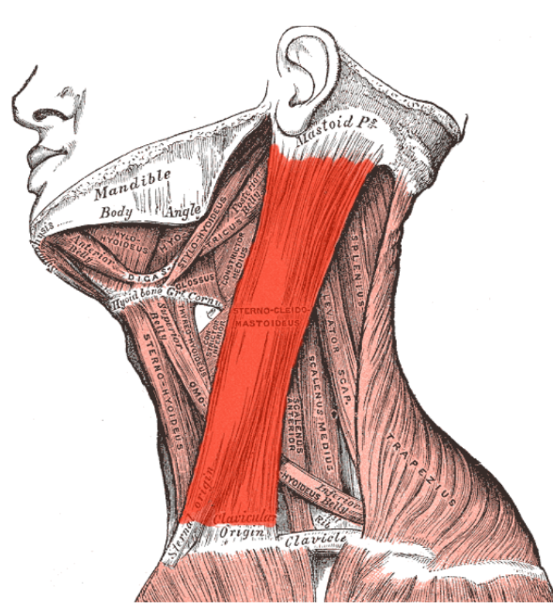 SCM, Trickster of the Neck | Neck Pain & Stiffness | Cornerstone Health